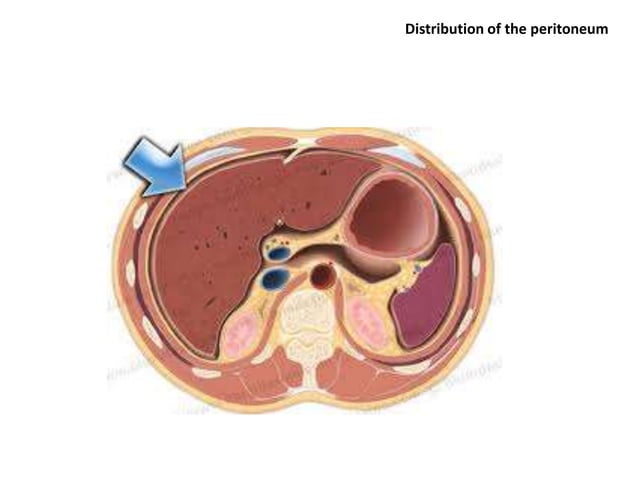 The Peritoneum | PPTX | Death, Injury, or Military Conflict | Sensitive ...