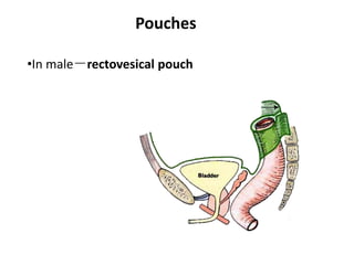 The Peritoneum | PPTX