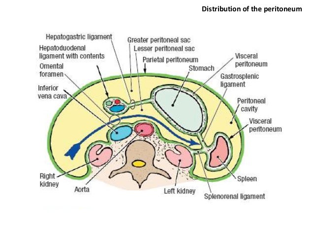 The Peritoneum