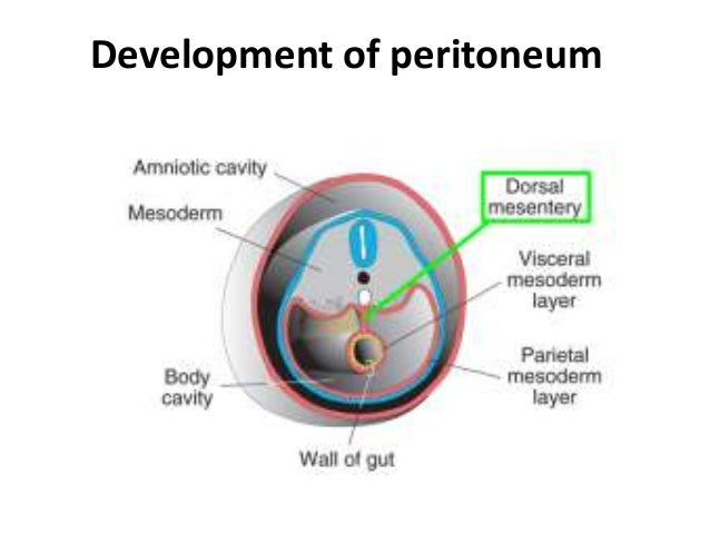 The Peritoneum