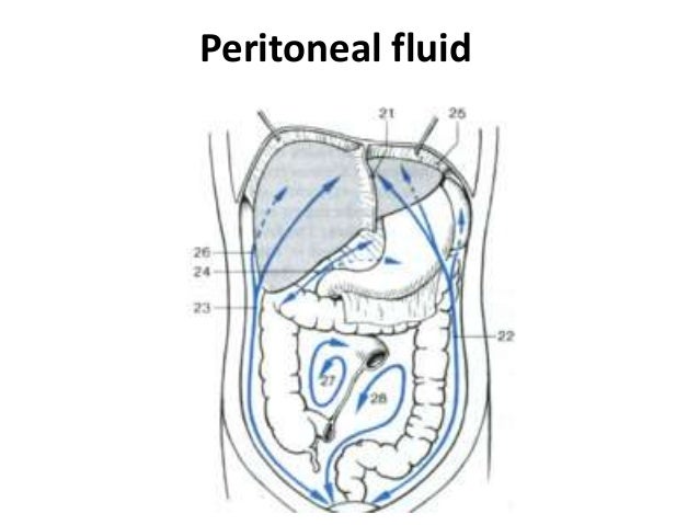The Peritoneum