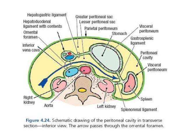 The Peritoneum