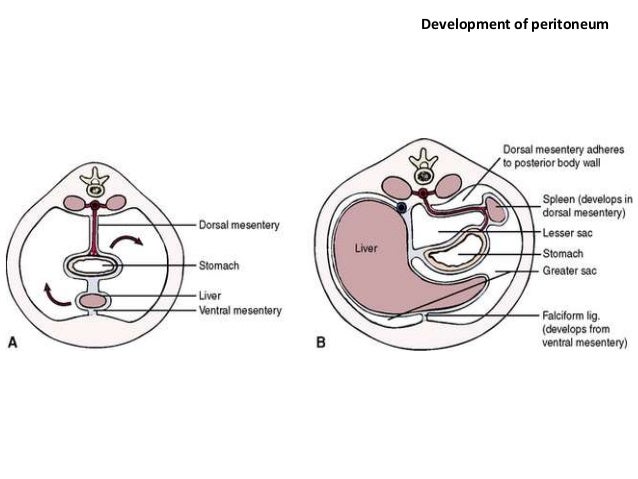 The Peritoneum