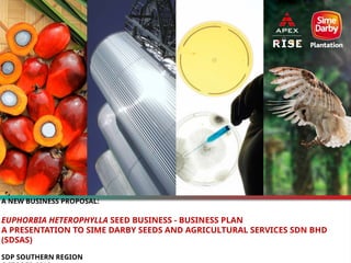 SDP Southern Region Euphorbia Seed business plan 2019 | PPTX