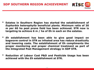 SDP Southern Region Euphorbia Seed business plan 2019 | PPTX