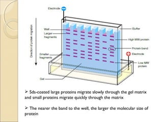 SDS-PAGE | PPT