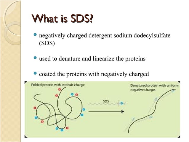 SDS-PAGE | PPT | Chemistry | Science