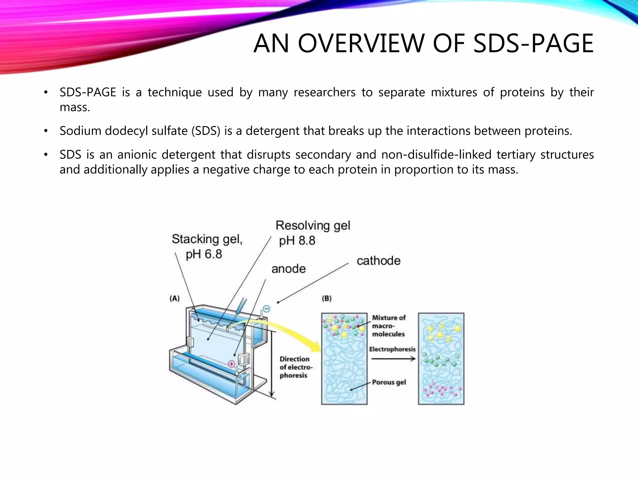 Introduction, Principle, Instrumentation and Applications of SDS-PAGE ...