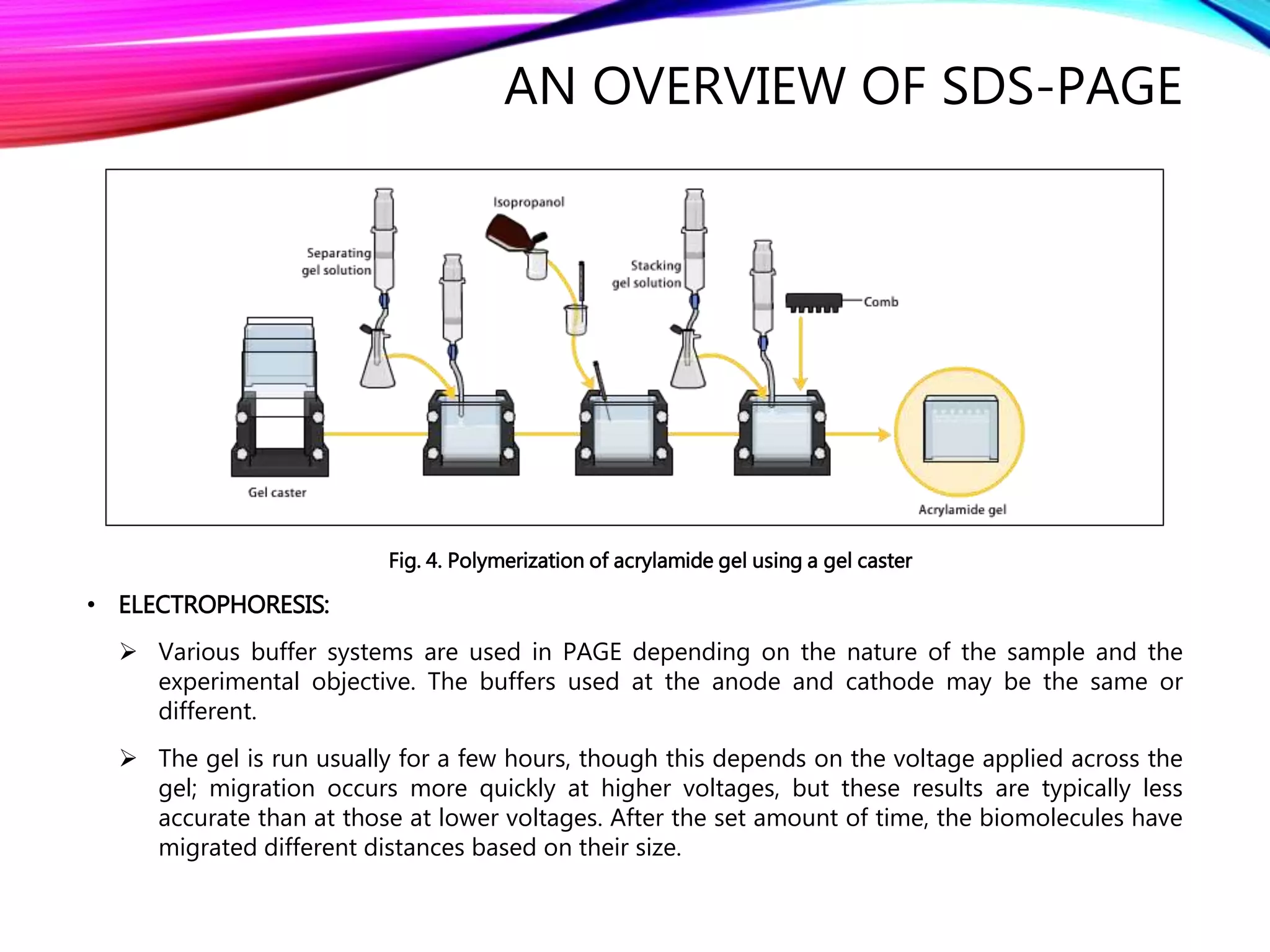 Introduction, Principle, Instrumentation and Applications of SDS-PAGE ...