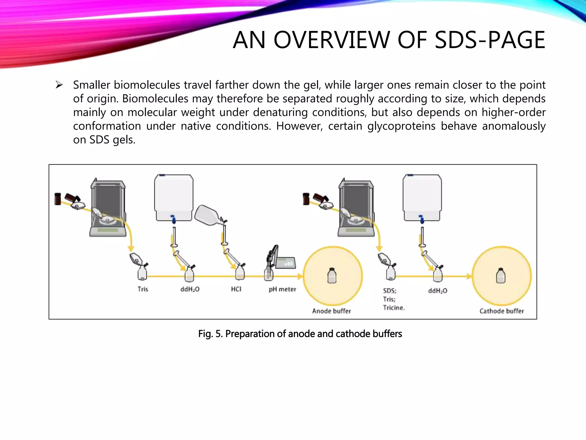 Introduction, Principle, Instrumentation and Applications of SDS-PAGE ...