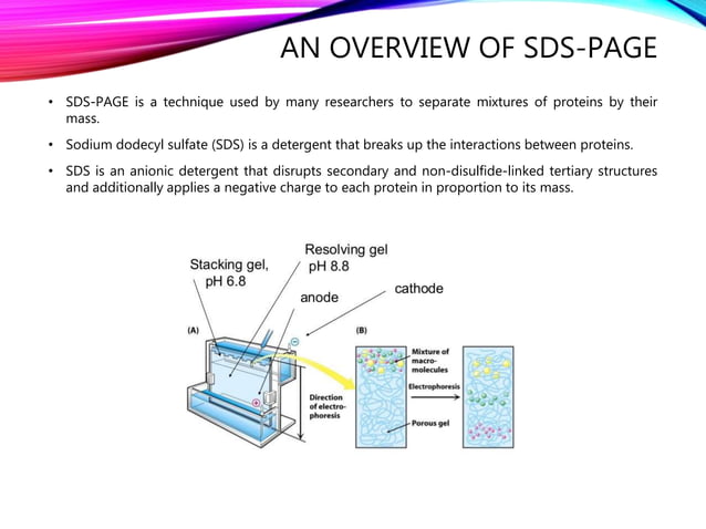 Introduction, Principle, Instrumentation and Applications of SDS-PAGE | PPTX | Chemistry | Science