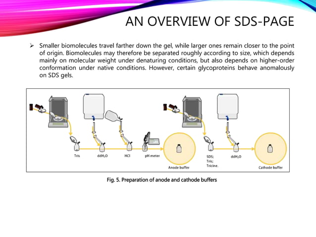 Introduction, Principle, Instrumentation and Applications of SDS-PAGE | PPTX | Chemistry | Science