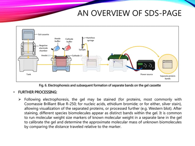 Introduction, Principle, Instrumentation and Applications of SDS-PAGE | PPTX | Chemistry | Science