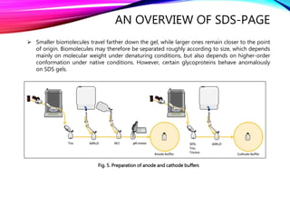 Introduction, Principle, Instrumentation and Applications of SDS-PAGE | PPT