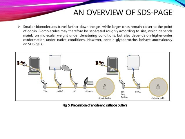 Introduction, Principle, Instrumentation and Applications of SDS-PAGE