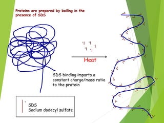 SDS-PAGE | PPTX