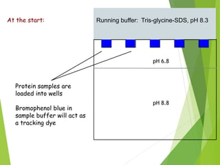 SDS-PAGE | PPTX