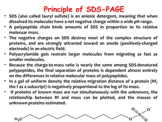 Sds page | PPT