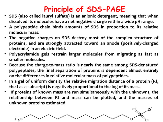 Sds page | PPT