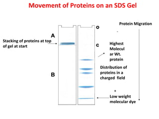 Sds page | PPT