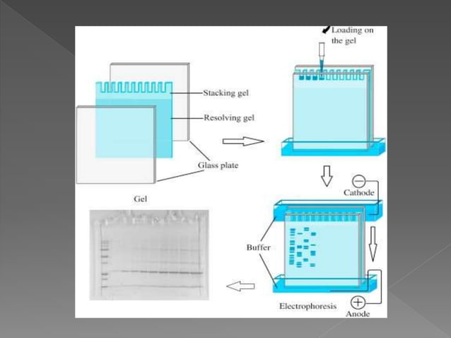 ELECTROPHORESIS AND SDS PAGE ELECTROPHORESIS | PPTX
