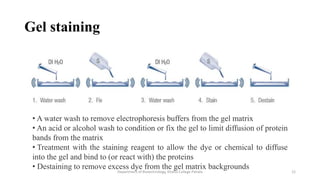 SDS PAGE | PDF