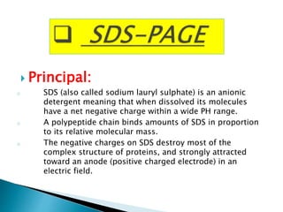 SDS-PAGE.pptx