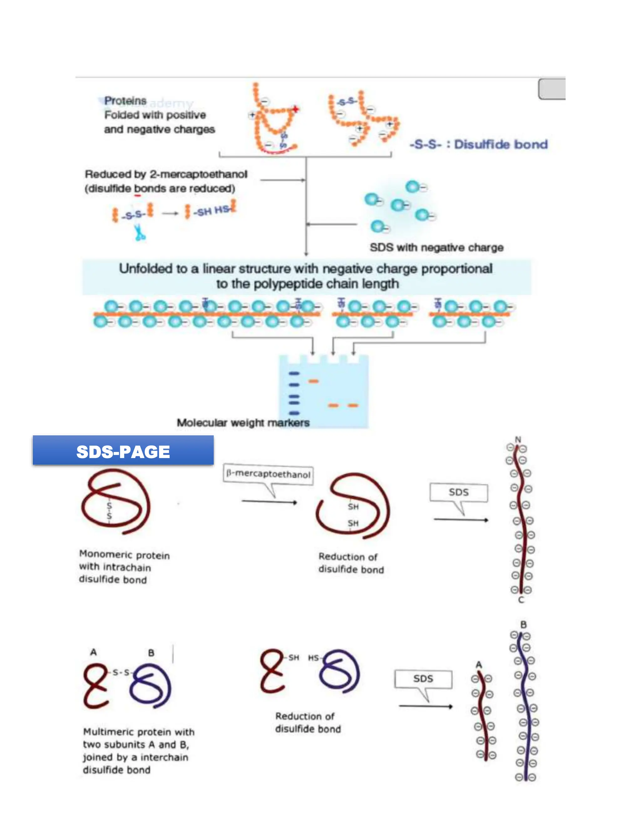 SDS-PAGE at Detail NOTES | PDF