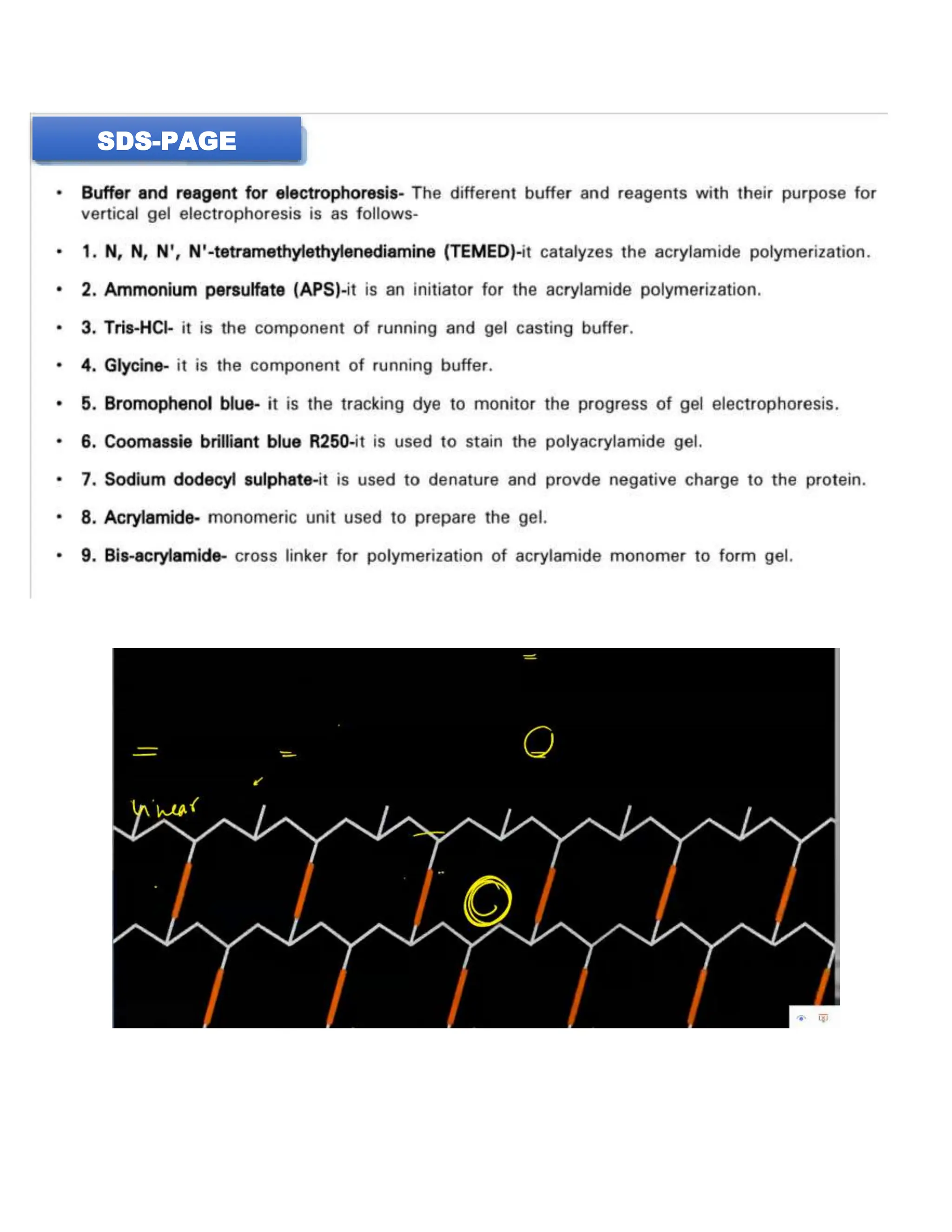 SDS-PAGE at Detail NOTES | PDF
