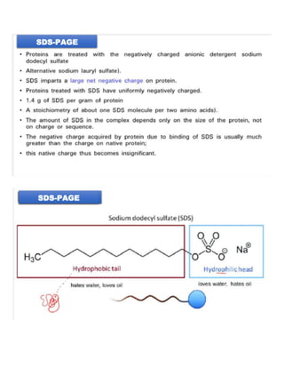 SDS-PAGE at Detail Level BIOTECHNOLOGY NOTES for B.Sc. Biotech/Botany ...