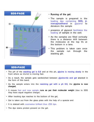 SDS-PAGE at Detail Level BIOTECHNOLOGY NOTES for B.Sc. Biotech/Botany ...