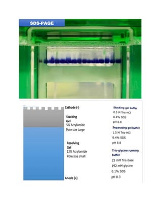 SDS-PAGE at Detail NOTES | PDF