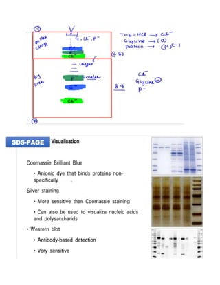 SDS-PAGE at Detail Level BIOTECHNOLOGY NOTES for B.Sc. Biotech/Botany ...