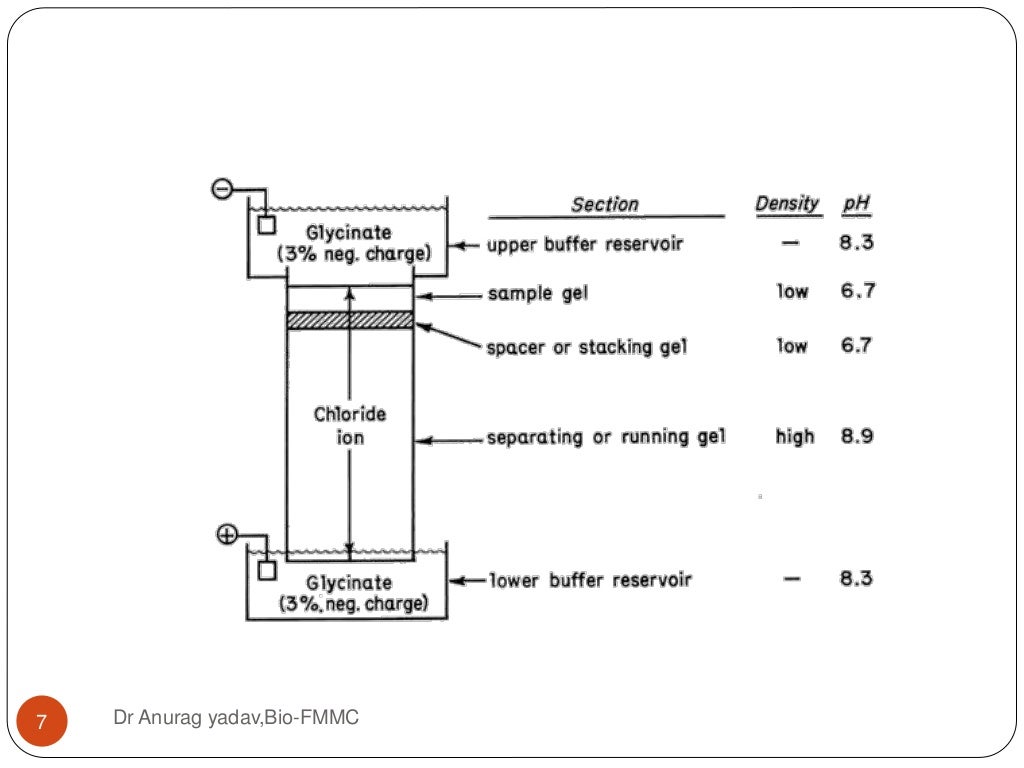 SDS-PAGE electrophoresis by Dr. Anurag Yadav SDS-PAGE electrophoresis by Dr. Anurag Yadav