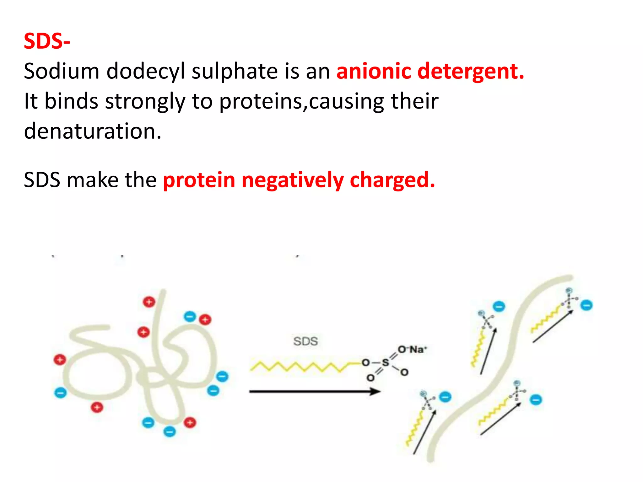 Sds page electrophoresis | PPTX