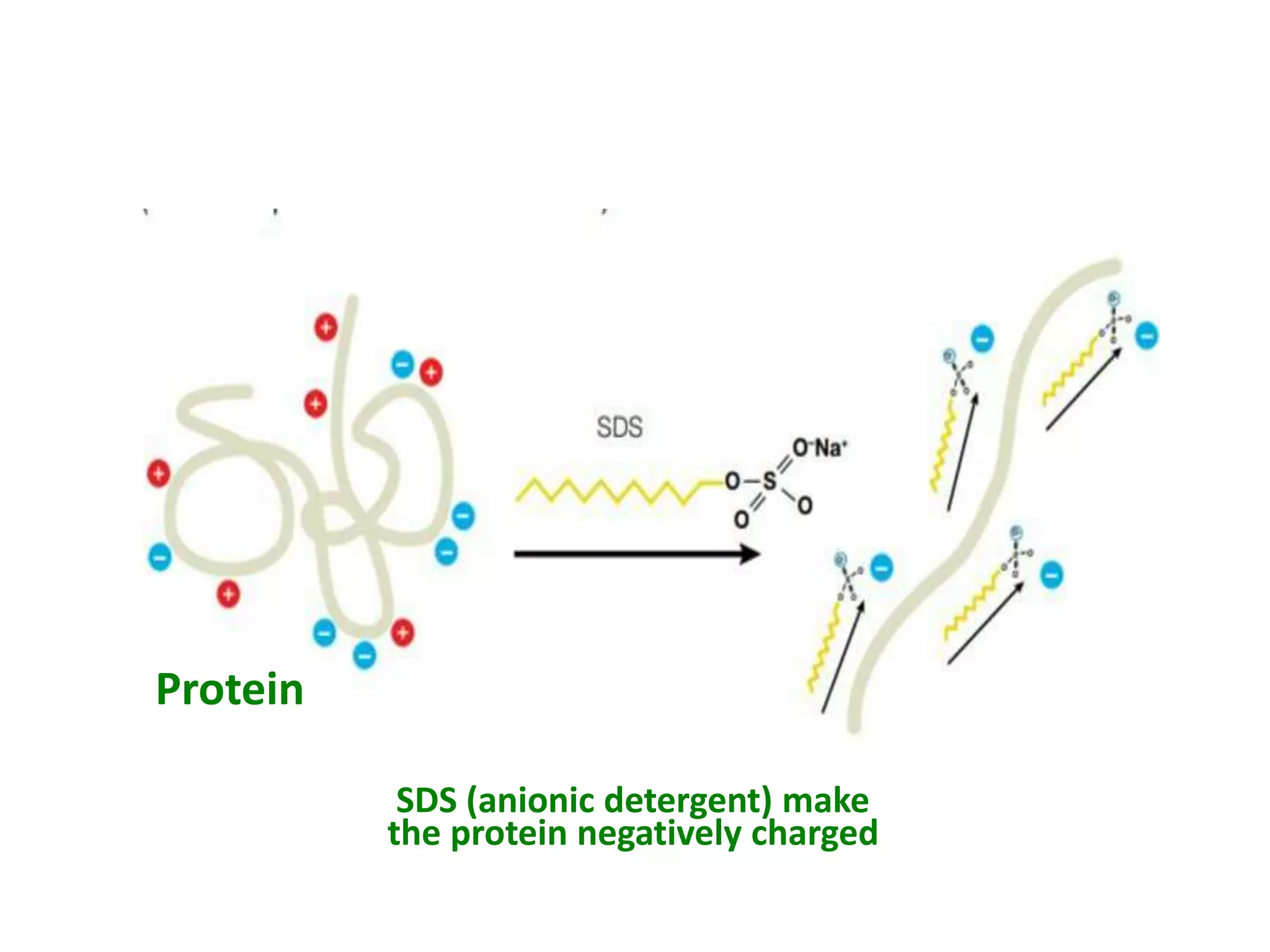 Sds page electrophoresis | PPTX