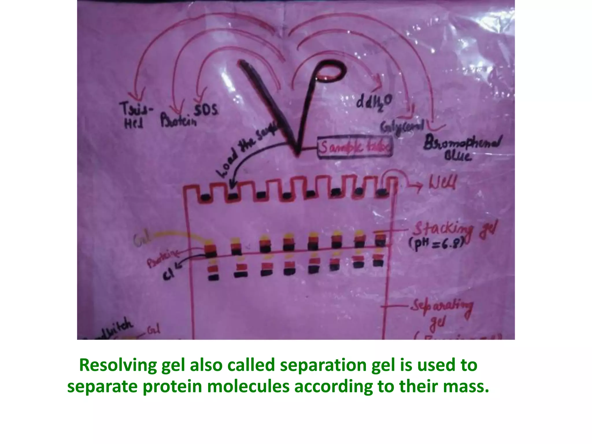 Sds page electrophoresis | PPTX