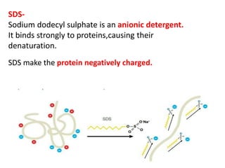 Sds page electrophoresis | PPTX