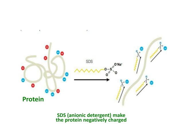 Sds page electrophoresis | PPTX