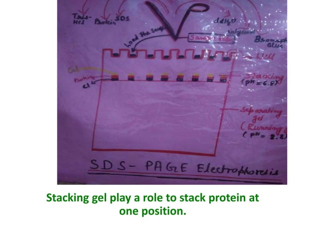 Sds page electrophoresis | PPTX
