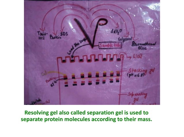 Sds page electrophoresis | PPTX