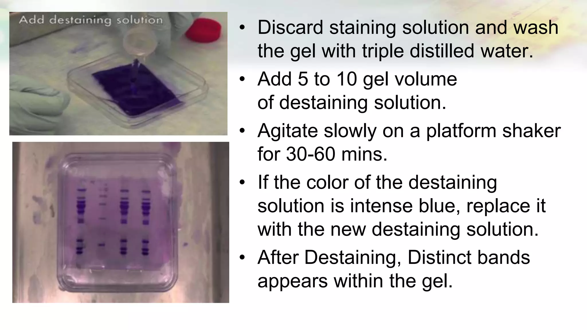 SDS-PAGE Electrophoresis | PPTX