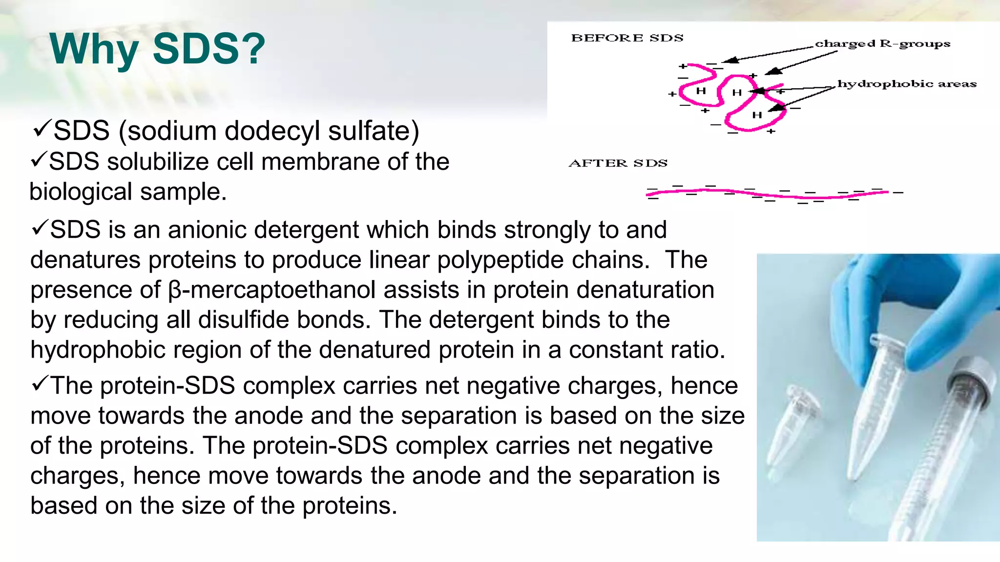 SDS-PAGE Electrophoresis | PPTX