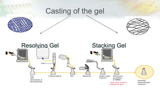 SDS-PAGE Electrophoresis | PPTX