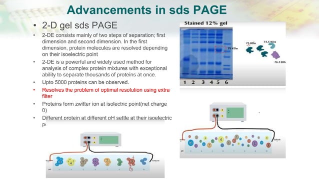 SDS-PAGE Electrophoresis | PPT