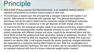 SDS-PAGE Electrophoresis | PPTX