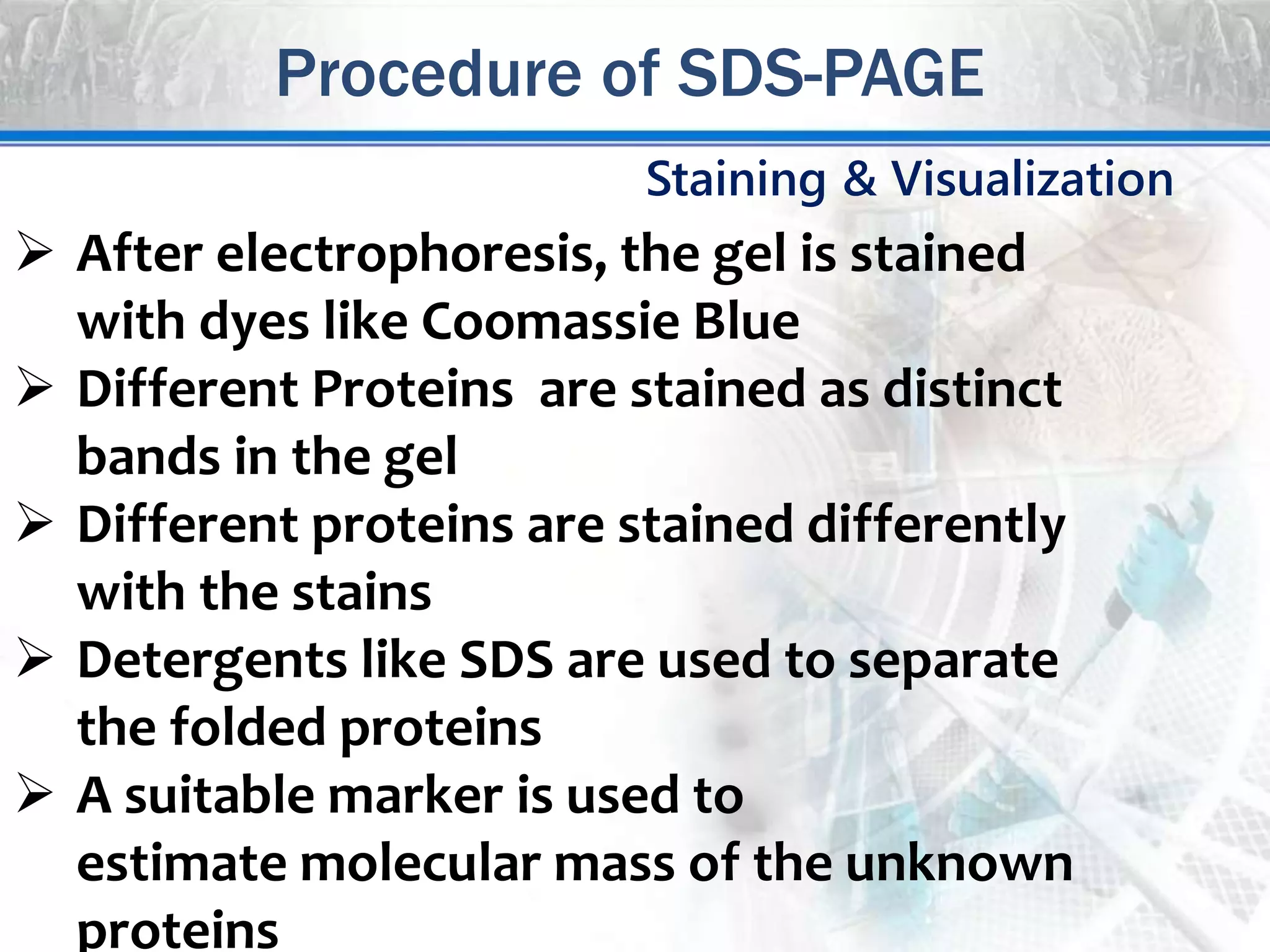 Sds page (sds-polyacrylamide gel electrophoresis- ) | PPT