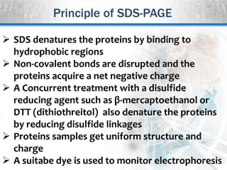 Sds page (sds-polyacrylamide gel electrophoresis- ) | PPT
