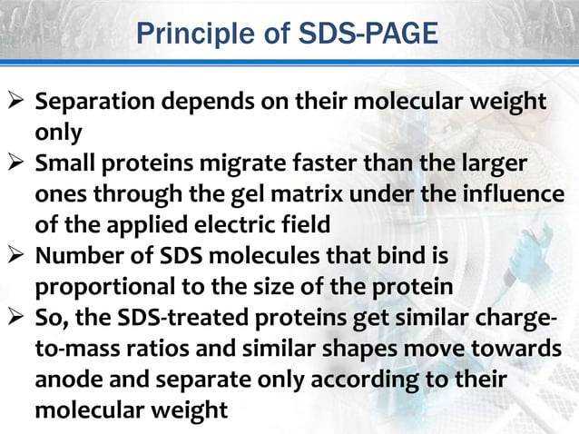 Sds page (sds-polyacrylamide gel electrophoresis- ) | PPT