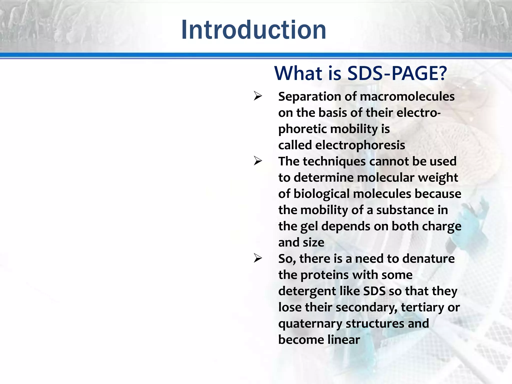 Sds page(sds-polyacrylamide gel electrophoresis) | PPTX